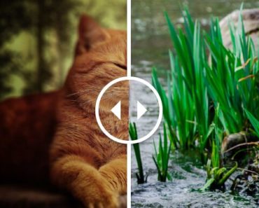 Vue.js image comparison Components - Vue Script